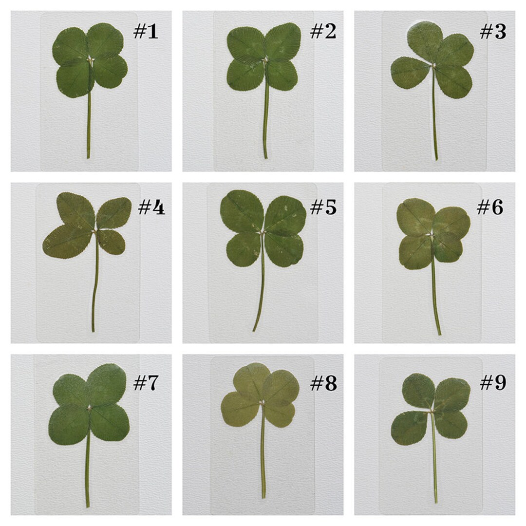 Real 4 Leaf Clover, Laminated Pressed Four Leaf Clover - Etsy