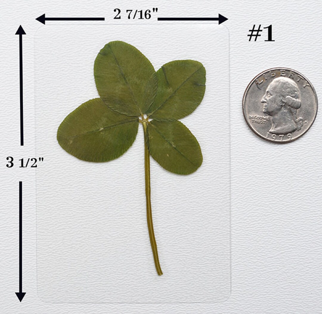 Real 4 Leaf Clover, Laminated Pressed Four Leaf Clover - Etsy