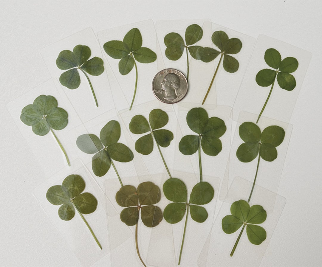 Real 4 Leaf Clover Laminated Pressed Four Leaf Clover - Etsy