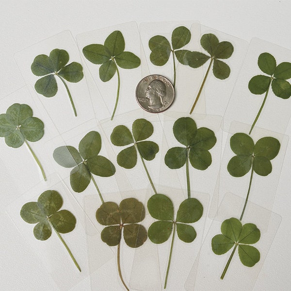 Real 4 Leaf Clovers Pressed - Etsy
