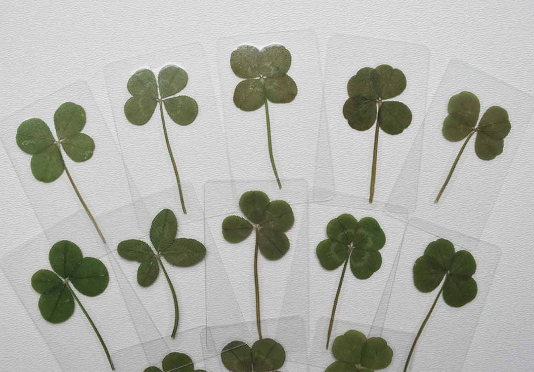Real 4 Leaf Clover, Laminated Pressed Four Leaf Clover - Etsy
