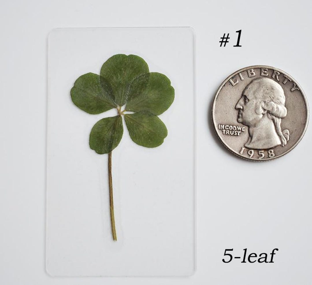 Real 5 and 6 Leaf Clover Laminated - Etsy