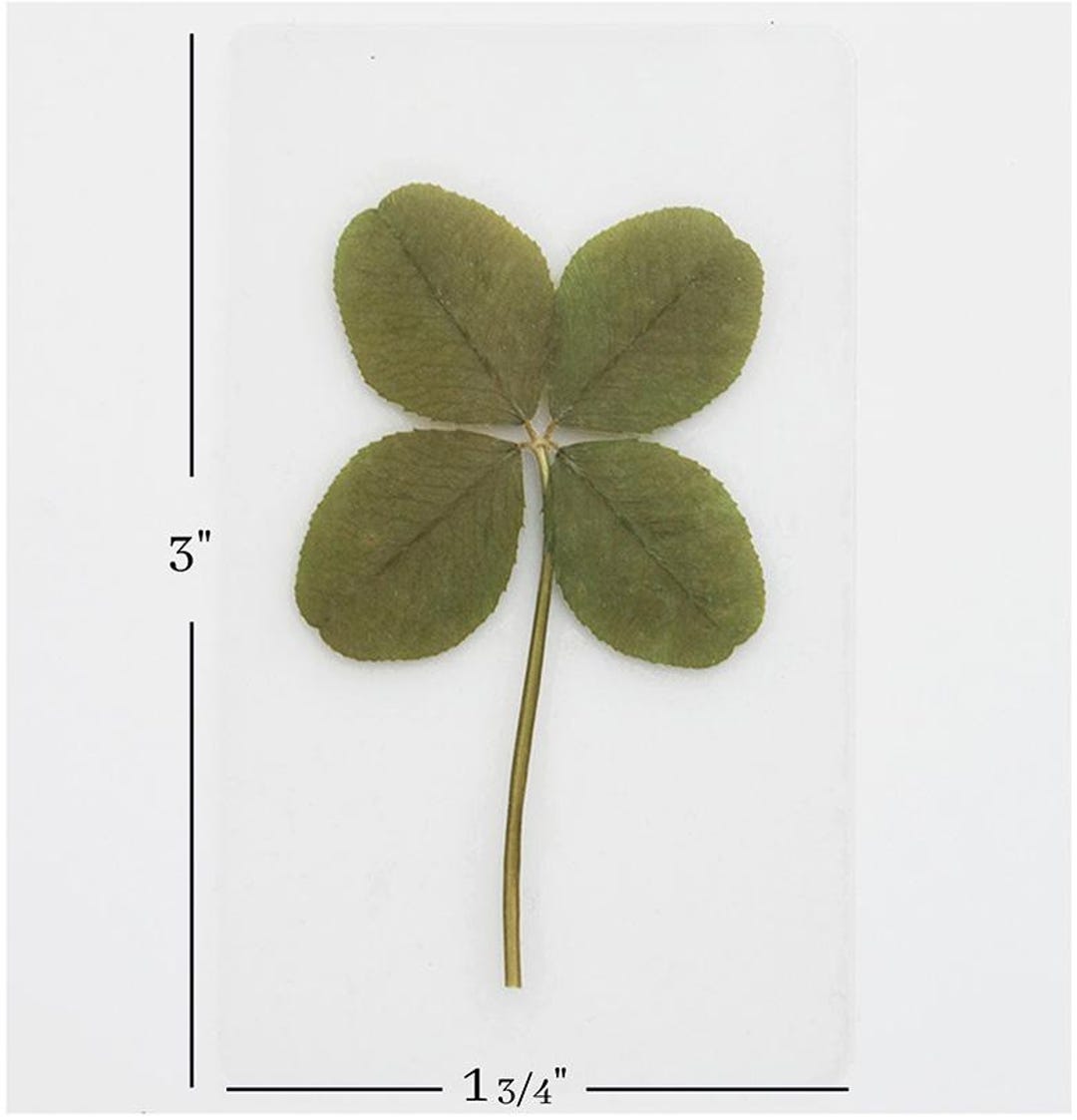 Real Four Leaf Clover Laminated - Etsy