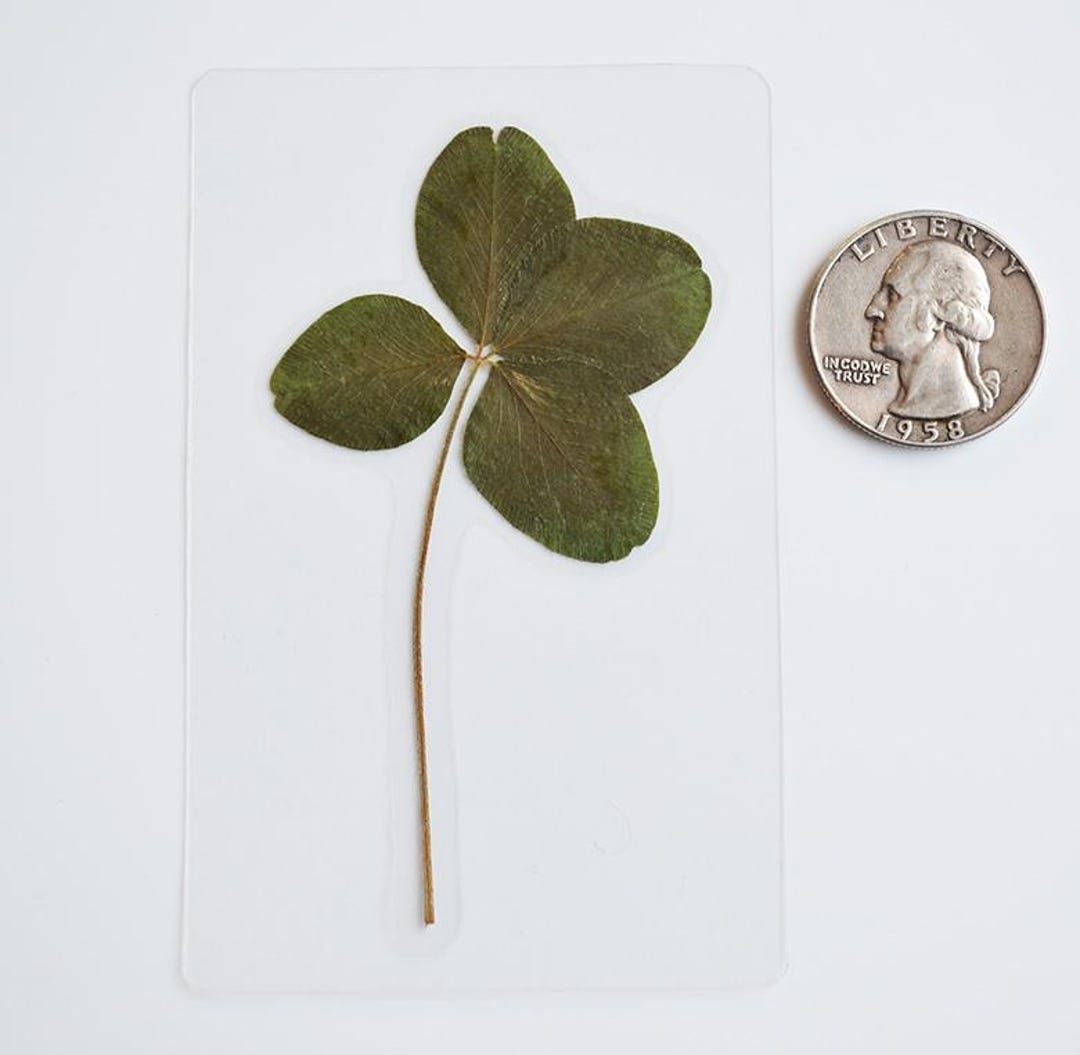 Real 4 Leaf Clover, Laminated Pressed Four Leaf Clover - Etsy