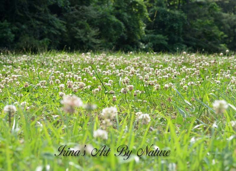 Real 4 Leaf Clover Laminated Pressed Four Leaf Clover - Etsy