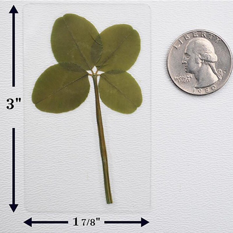 Dried 4 Leaf Clover - Etsy