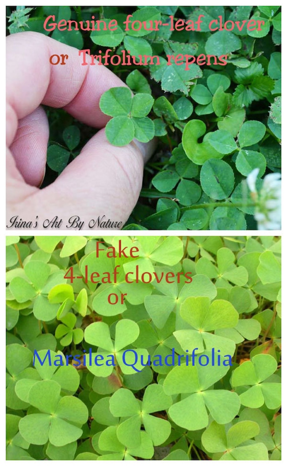 Real 4 Leaf Clover