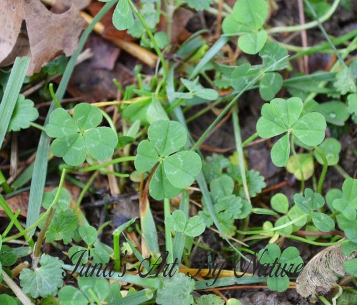 Real 4 Leaf Clover Laminated Pressed Four Leaf Clover - Etsy
