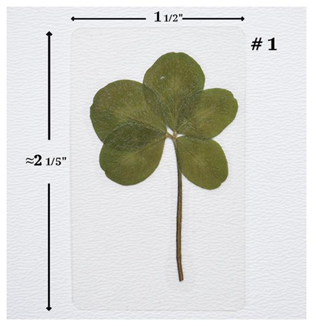 Real 5 Clover Laminated Pressed Five Leaf Clover - Etsy