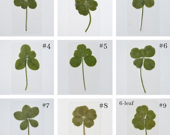 LAMINATED Lucky Real Five Leaf Clover From the White Clover - Etsy