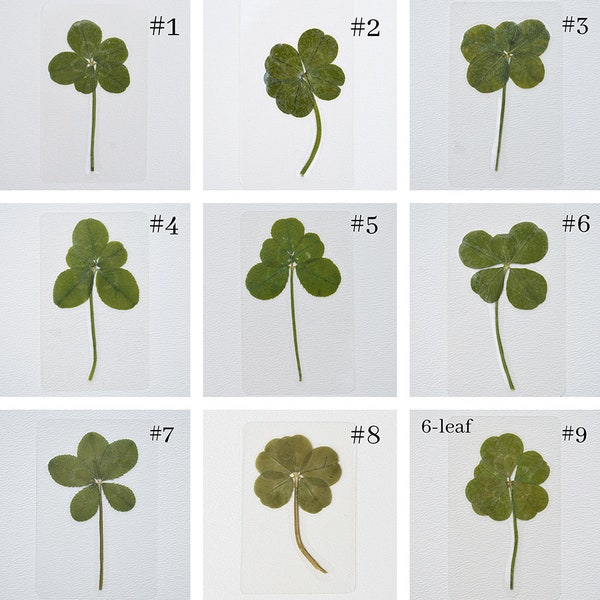 Five Leaf Clover - Etsy