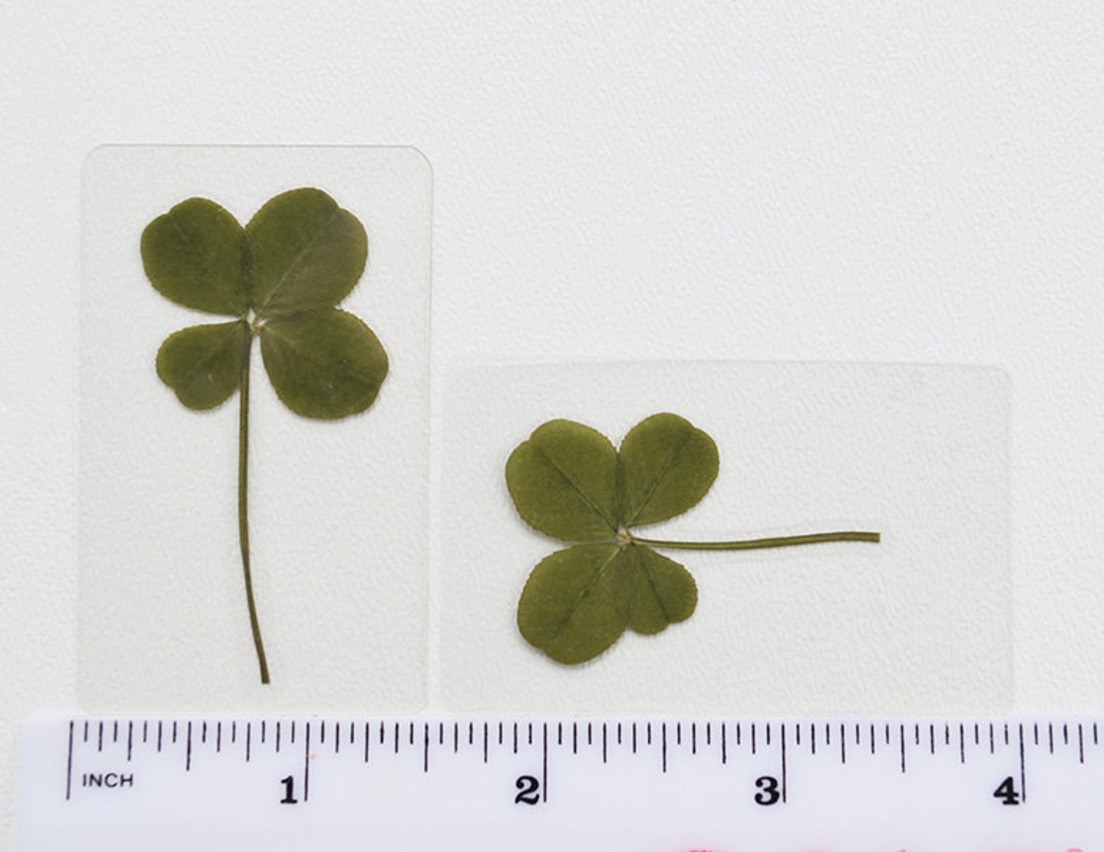 Real 4 Leaf Clover Laminated Pressed Four Leaf Clover - Etsy