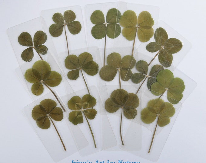Real 4 Leaf Clover Laminated Pressed Four Leaf Clover | Etsy
