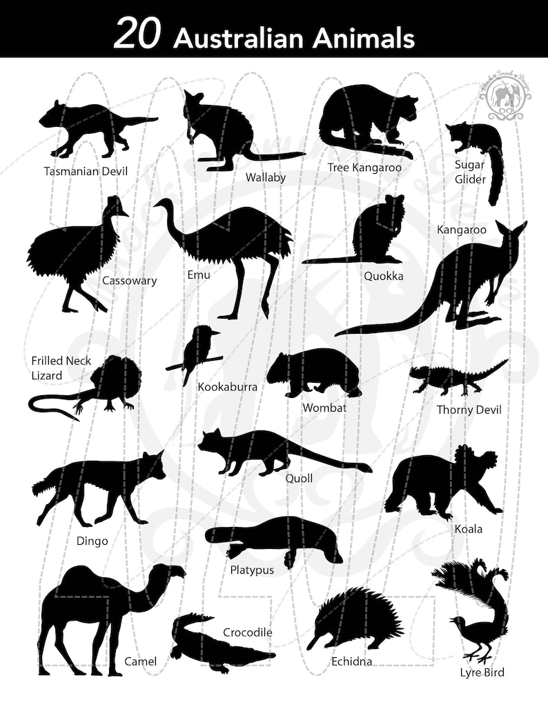 Australian Animal SVG Bundle Silhouettes platypus Kangaroo Tasmanian ...