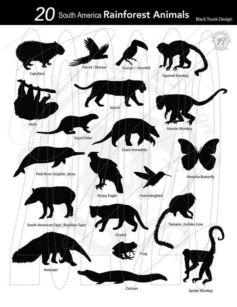 20 South American Rainforest Animal SVG Bundle | Jungle Wild Animal ...