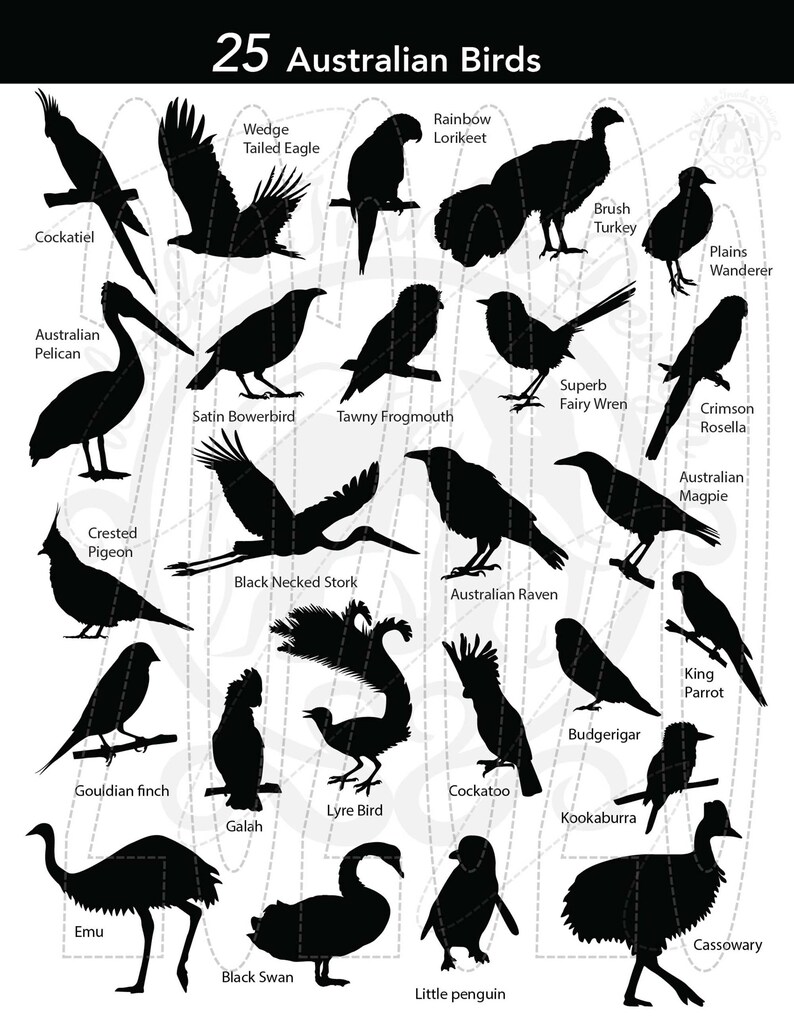 25 Australian Birds SVG Bundle | Bird Silhouettes | Emu | Cassowary ...