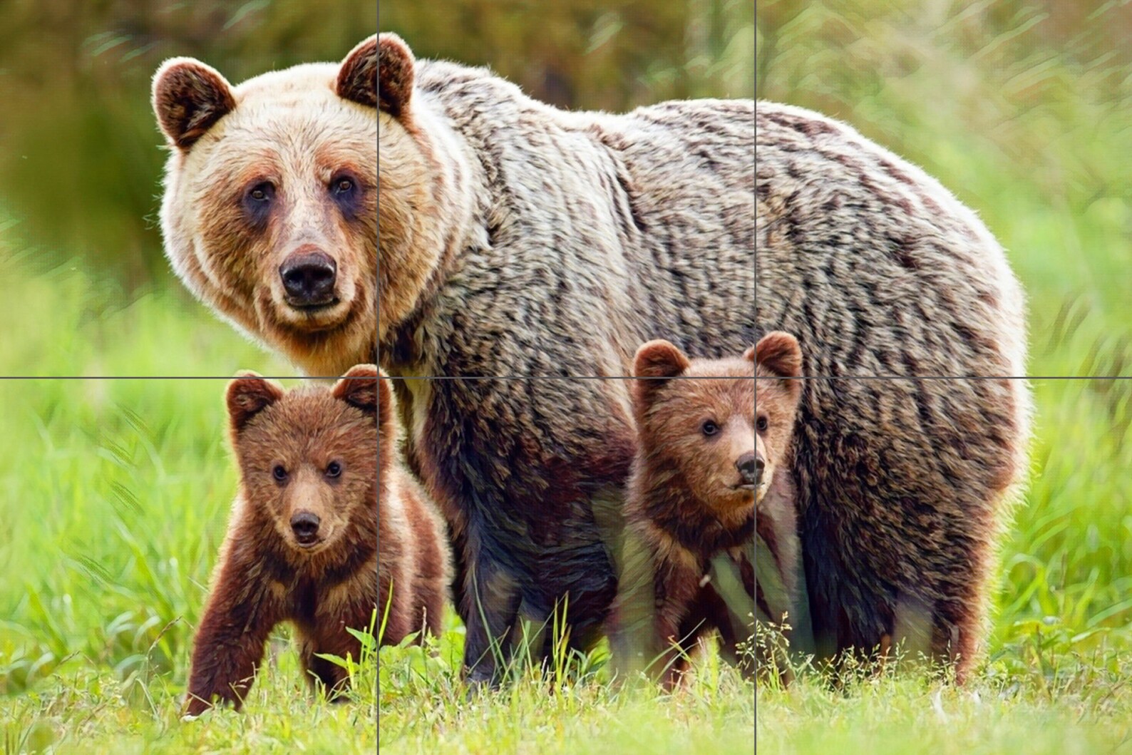 Grizzly Bear With Cubs Tile Mural: Gloss Ceramic Mosaic Panel - Etsy
