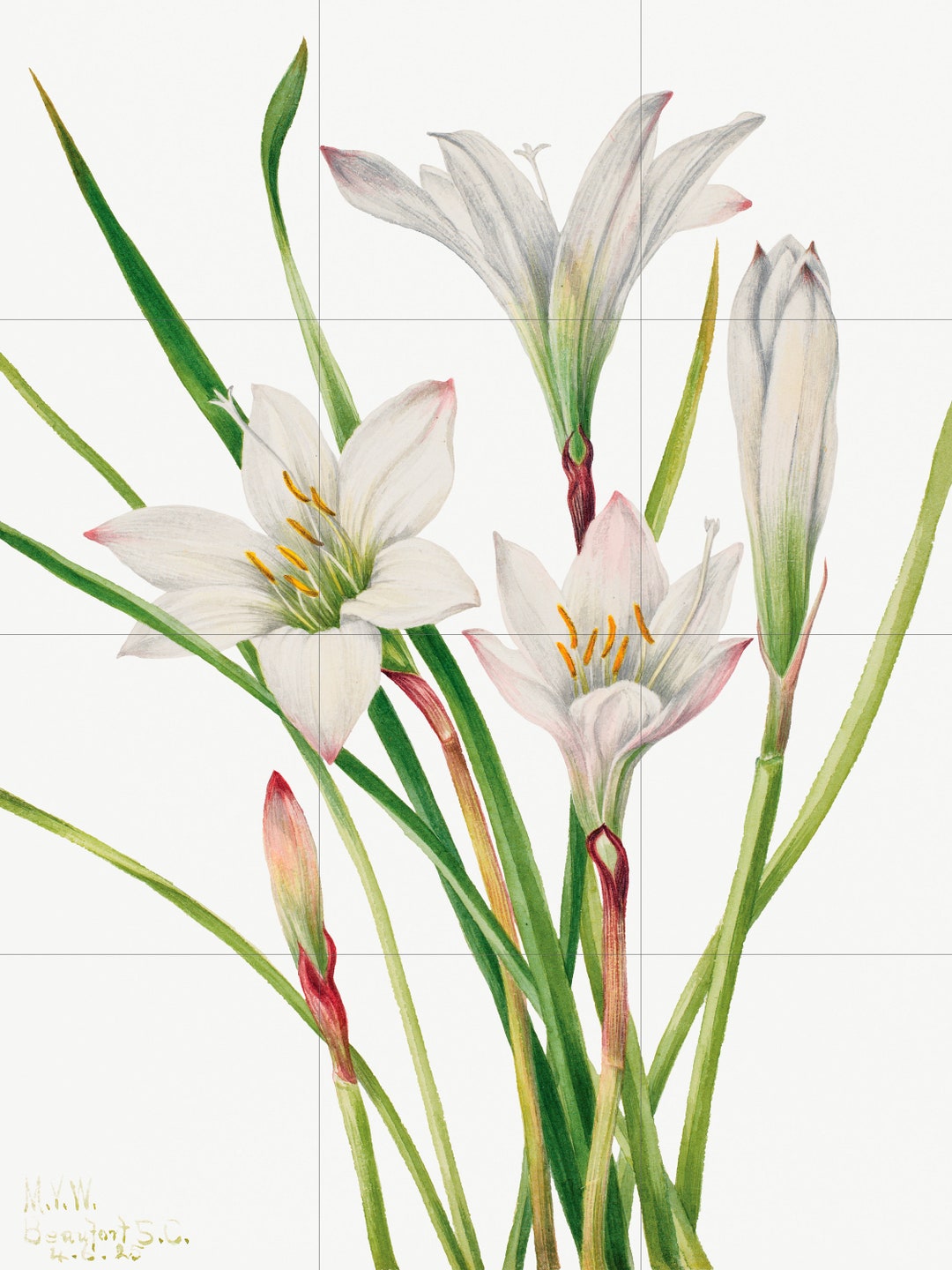 Tile Mural/mosaic Ceramic Panel of Atamasco Lily - Mary Vaux Walcott ...