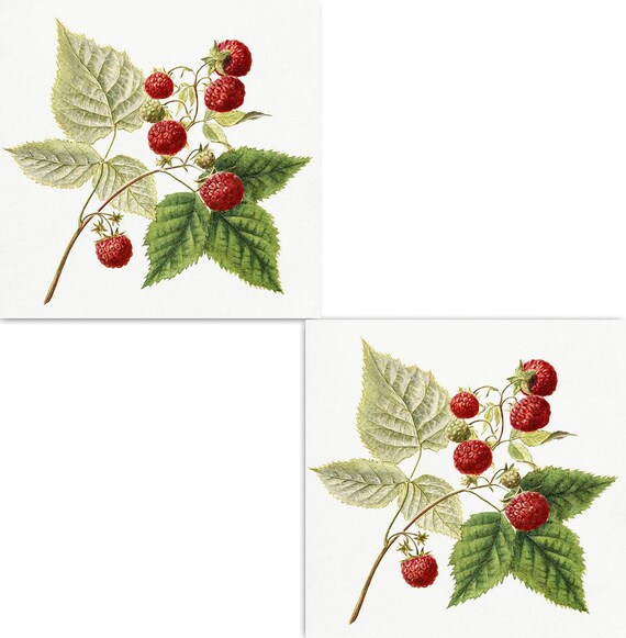Fruit Tiles Raspberries Tile Fruits Design Two 6 X 6 Inches - Etsy