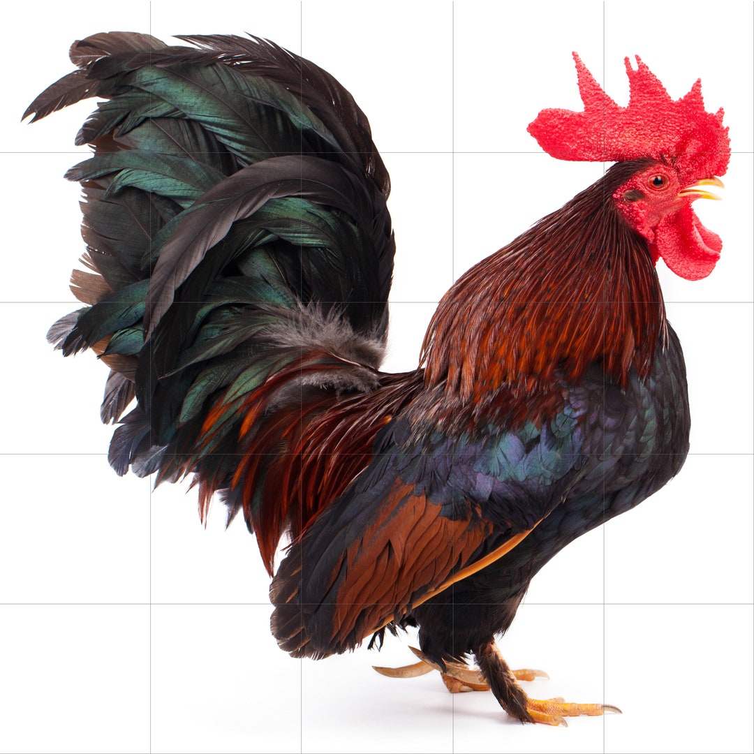 Tile Mural/mosaic Ceramic Panel of a Rooster - Countryside Mural ...