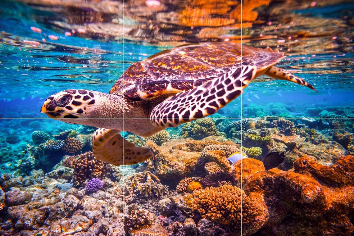 Sea Turtle Tile Mural: Ocean Undersea Ceramic Panel - Etsy