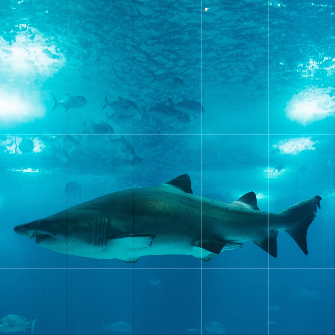 Tile Mural/mosaic Ceramic Panel of a Shark Underwater Ocean World Shark ...