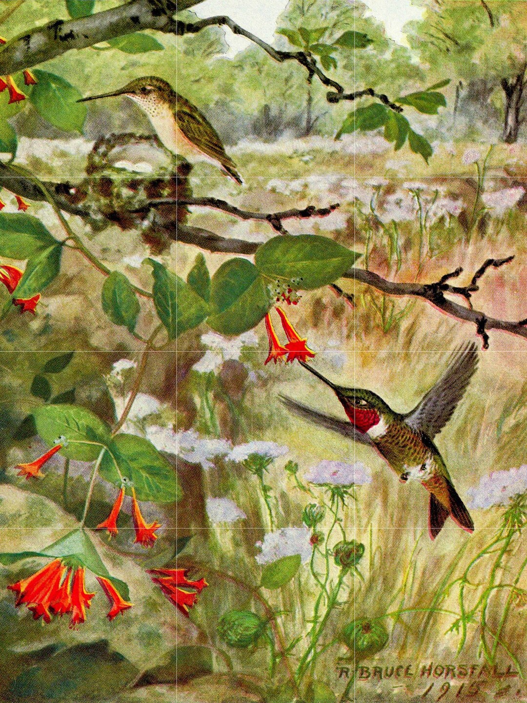 Tile Mural/mosaic Ceramic Panel of Ruby Throated Hummingbird Robert ...