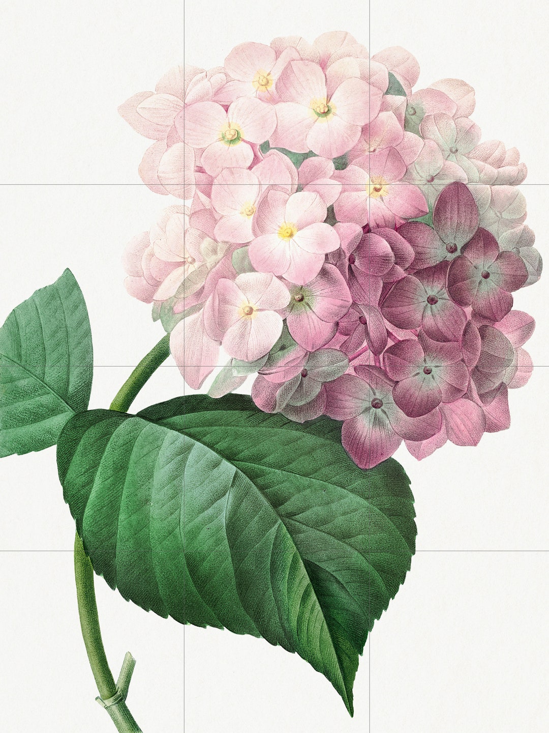 Tile Mural/mosaic Ceramic Panel Hydrangea Flower - Pierre-joseph ...