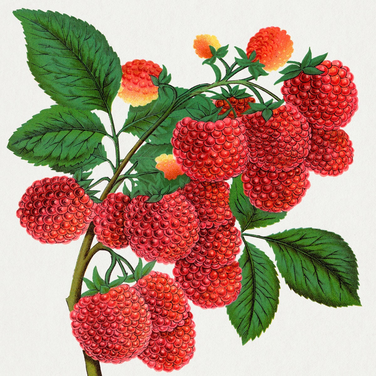 Vintage Fruit Print Ceramic Tiles: Kitchen & Bath Decor, Set of 3 - Etsy