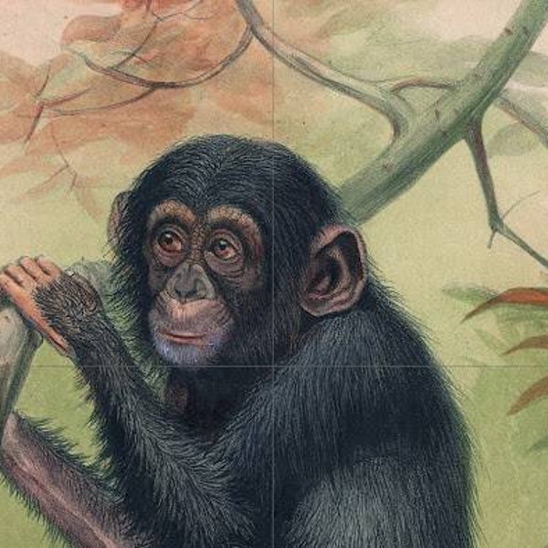 Ceramic Monkey Wall Art - Etsy