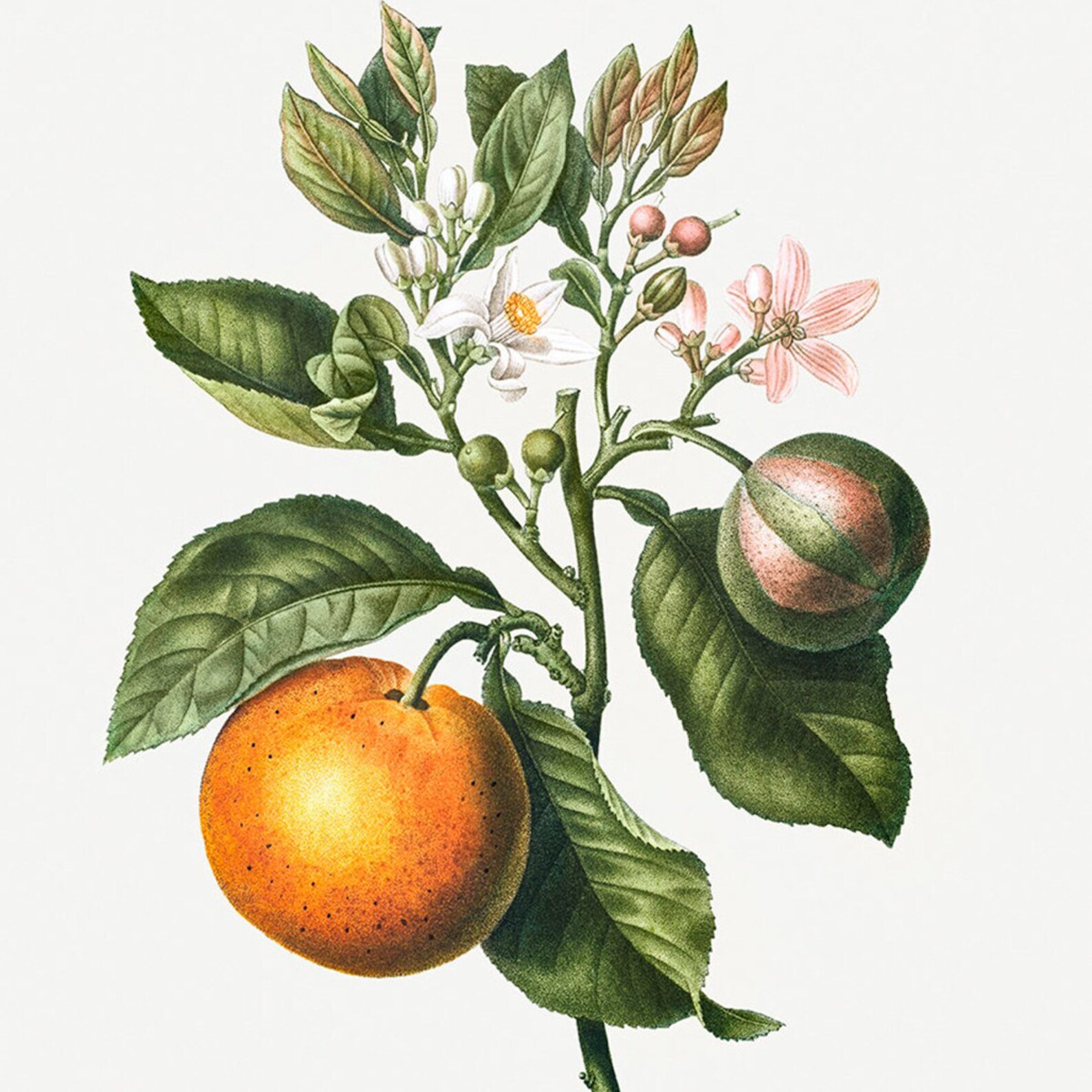 Vintage Fruit Print Ceramic Tiles: Kitchen & Bath Decor, Set of 3 - Etsy