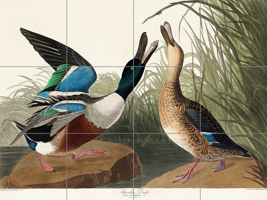 Tile Mural/mosaic Ceramic Panel of James Audubon Shoveller Ducks ...