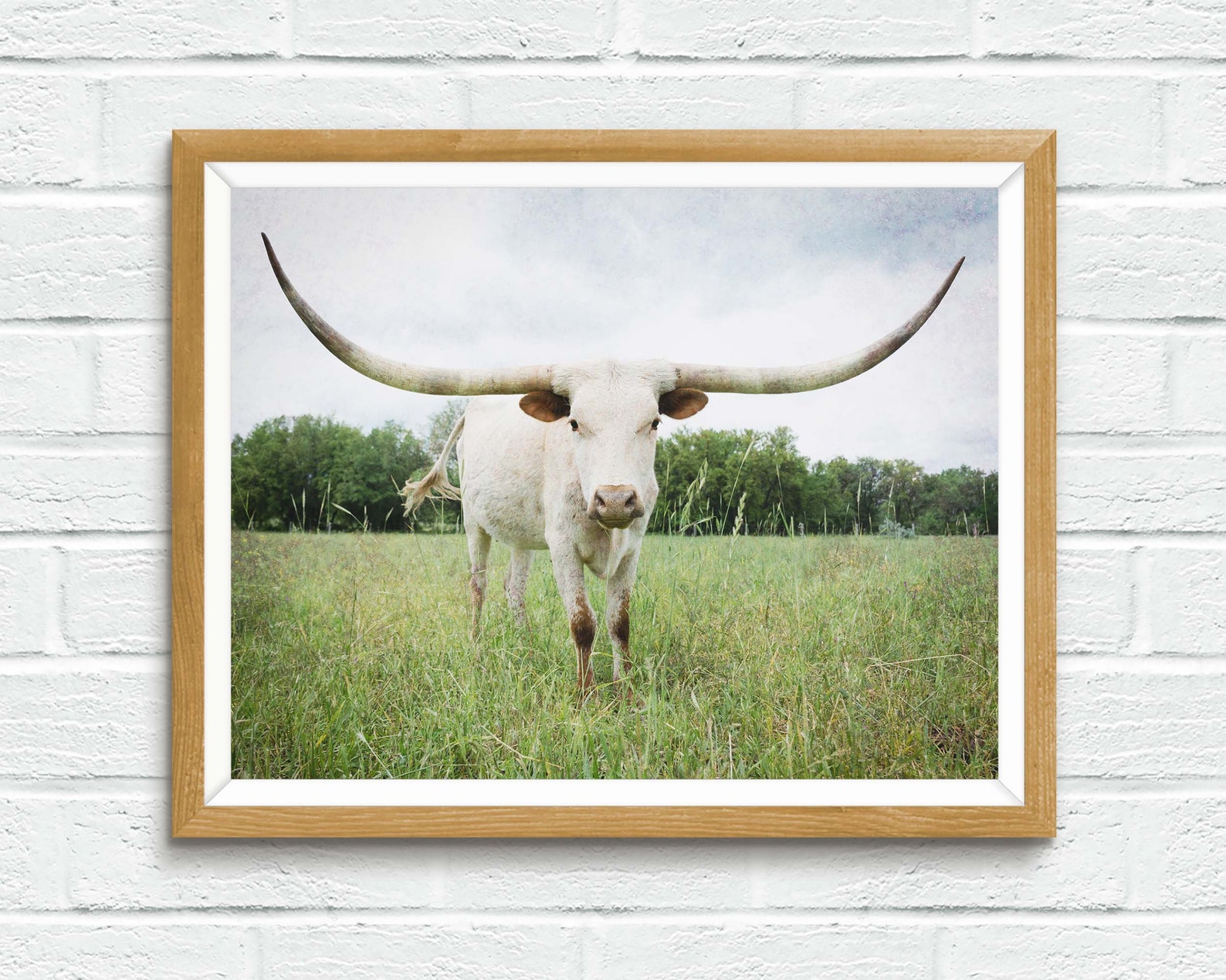 Texas Longhorn Photography, Texas Longhorn Art Print, Longhorn Decor ...