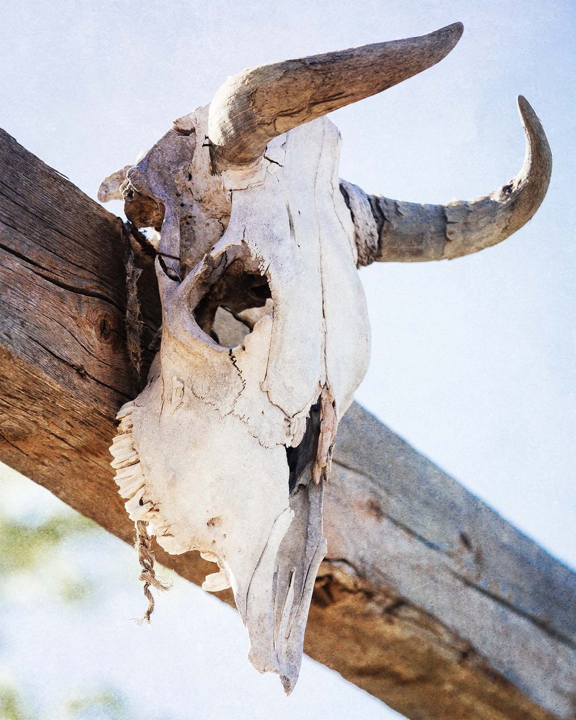 Cow Skull Photography, Cow Skull Wall Art, Cow Skull Art Print, Cow ...