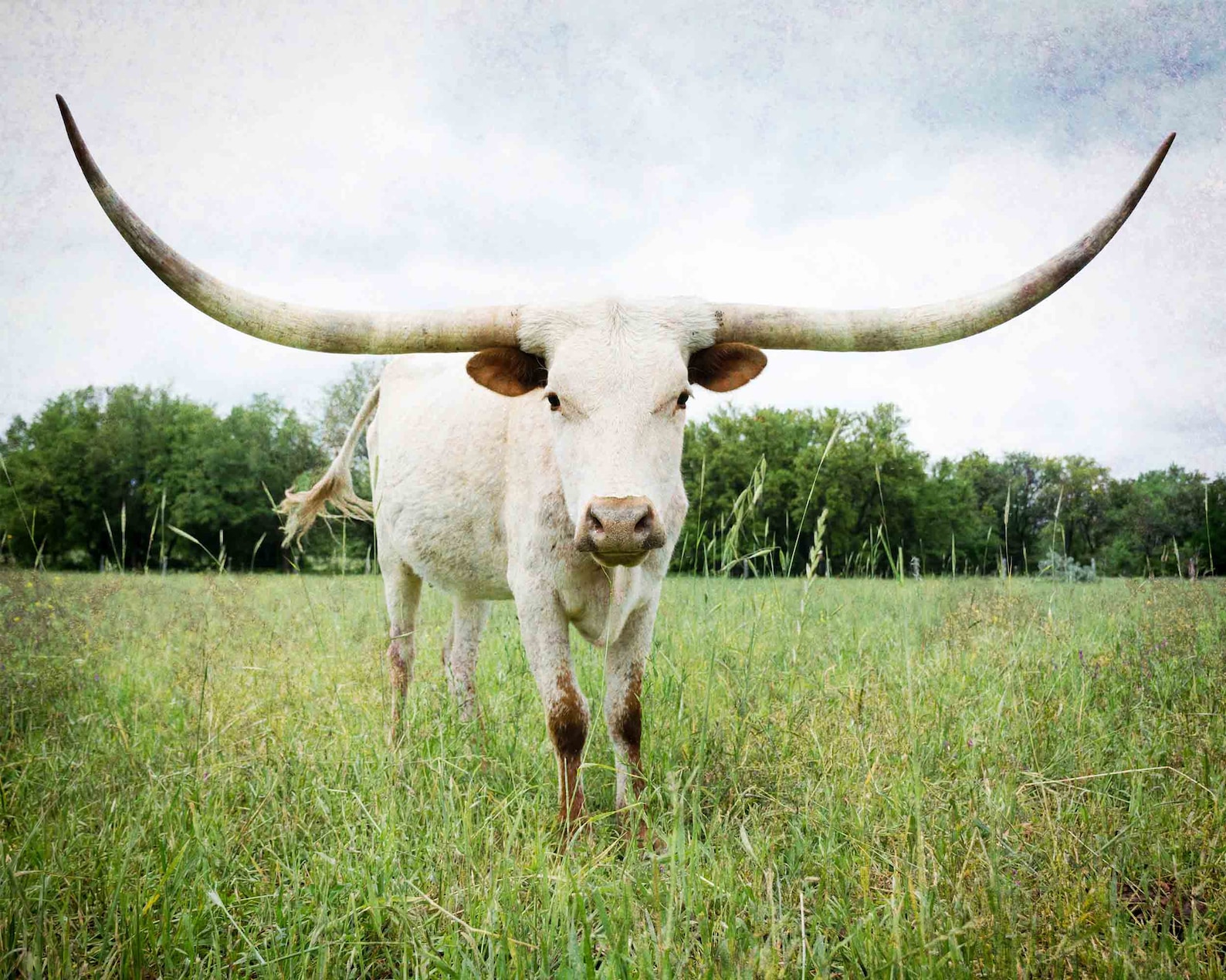 Texas Longhorn Photography, Texas Longhorn Art Print, Longhorn Decor ...
