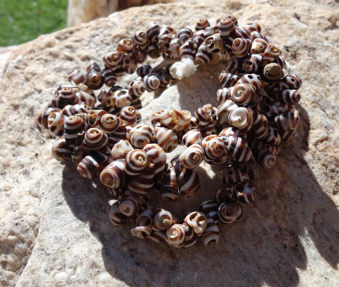 150 Antique Shell BEADS - Pusiostoma Snail Shell - Moroccan, Berber ...