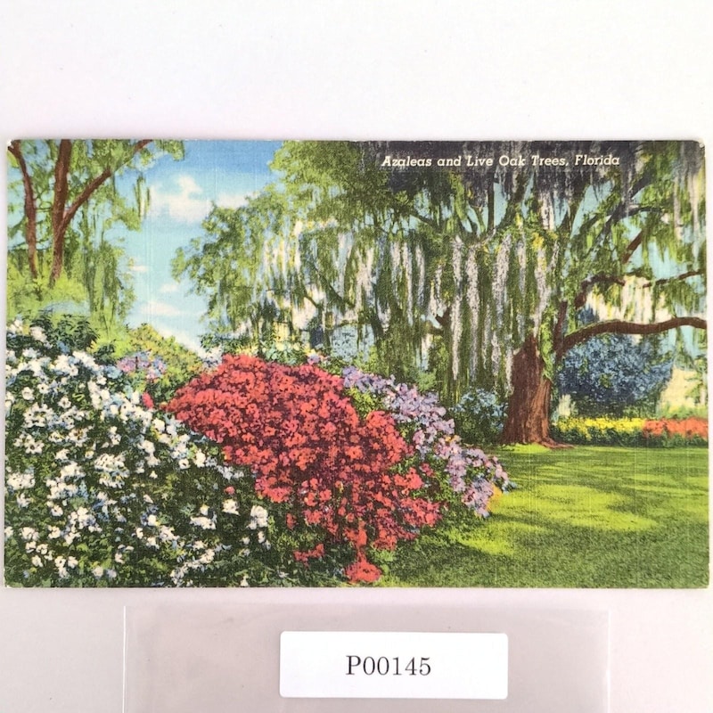 Oak Trees and Azaleas - Etsy