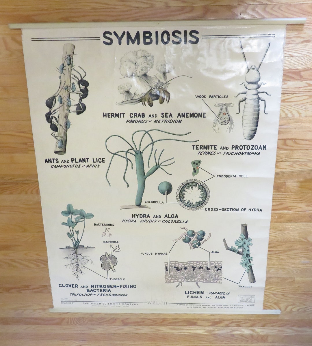 Vintage Symbiosis Wall Chart, Vintage School Science Chart, Botanical ...