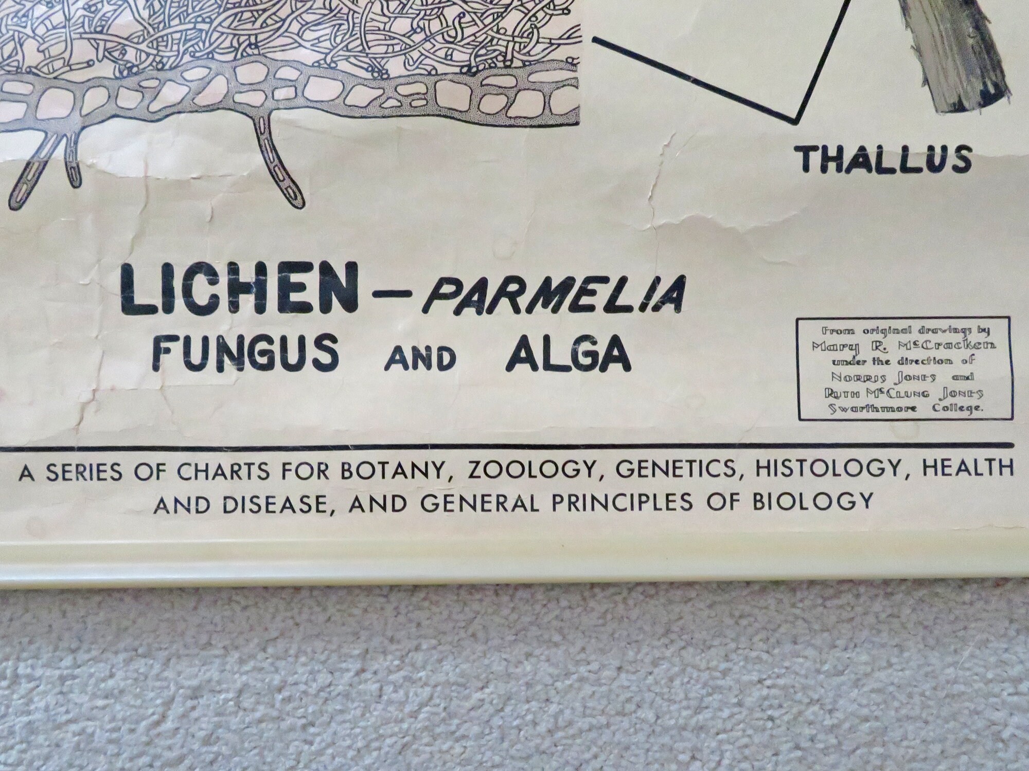 Vintage Symbiosis Wall Chart, Vintage School Science Chart, Botanical ...