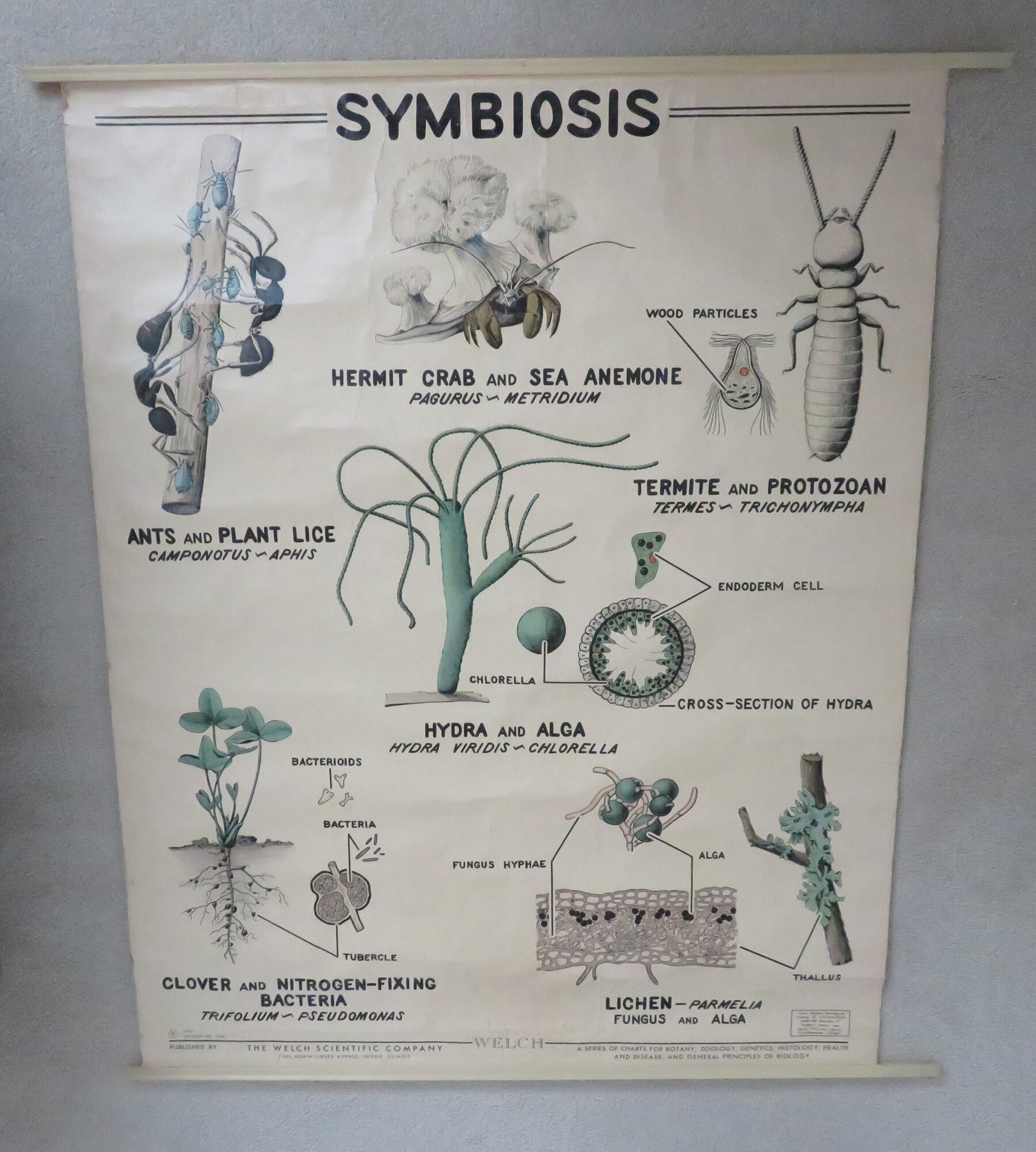 Vintage Symbiosis Wall Chart, Vintage School Science Chart, Botanical ...