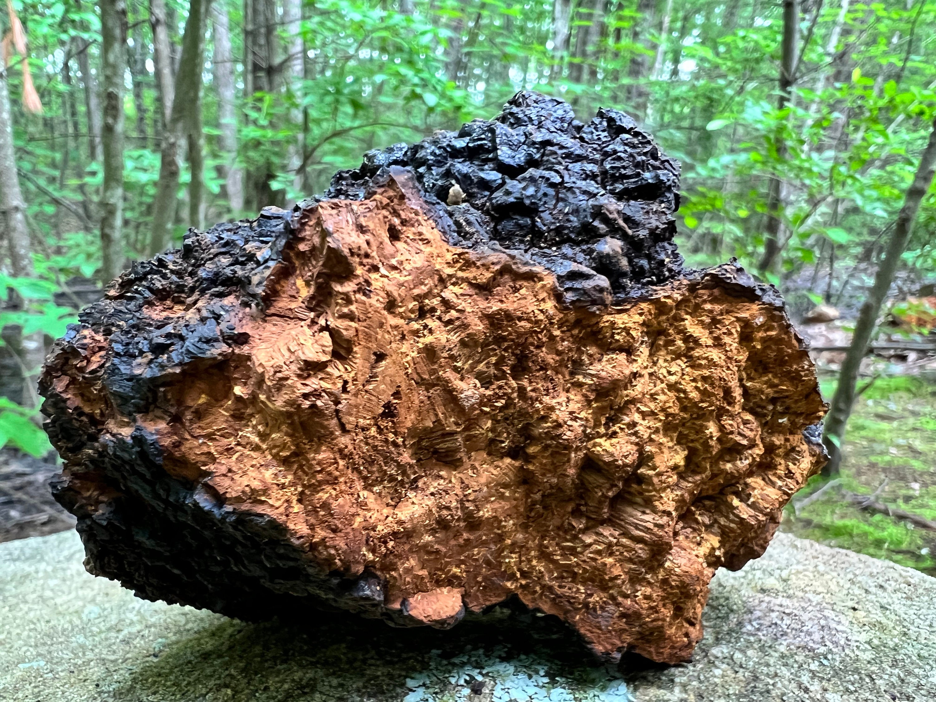 1lb Dried Chaga Mushroom Chunks Wild Foraged Ethically From New ...