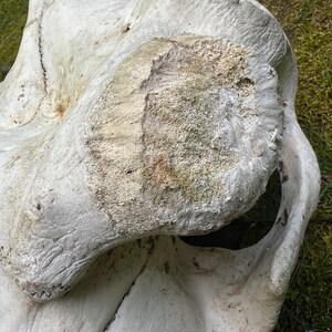 Bull Moose Skull Ethically Foraged and Nature Cleaned - Etsy