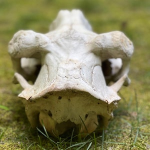 Bull Moose Skull Ethically Foraged and Nature Cleaned - Etsy