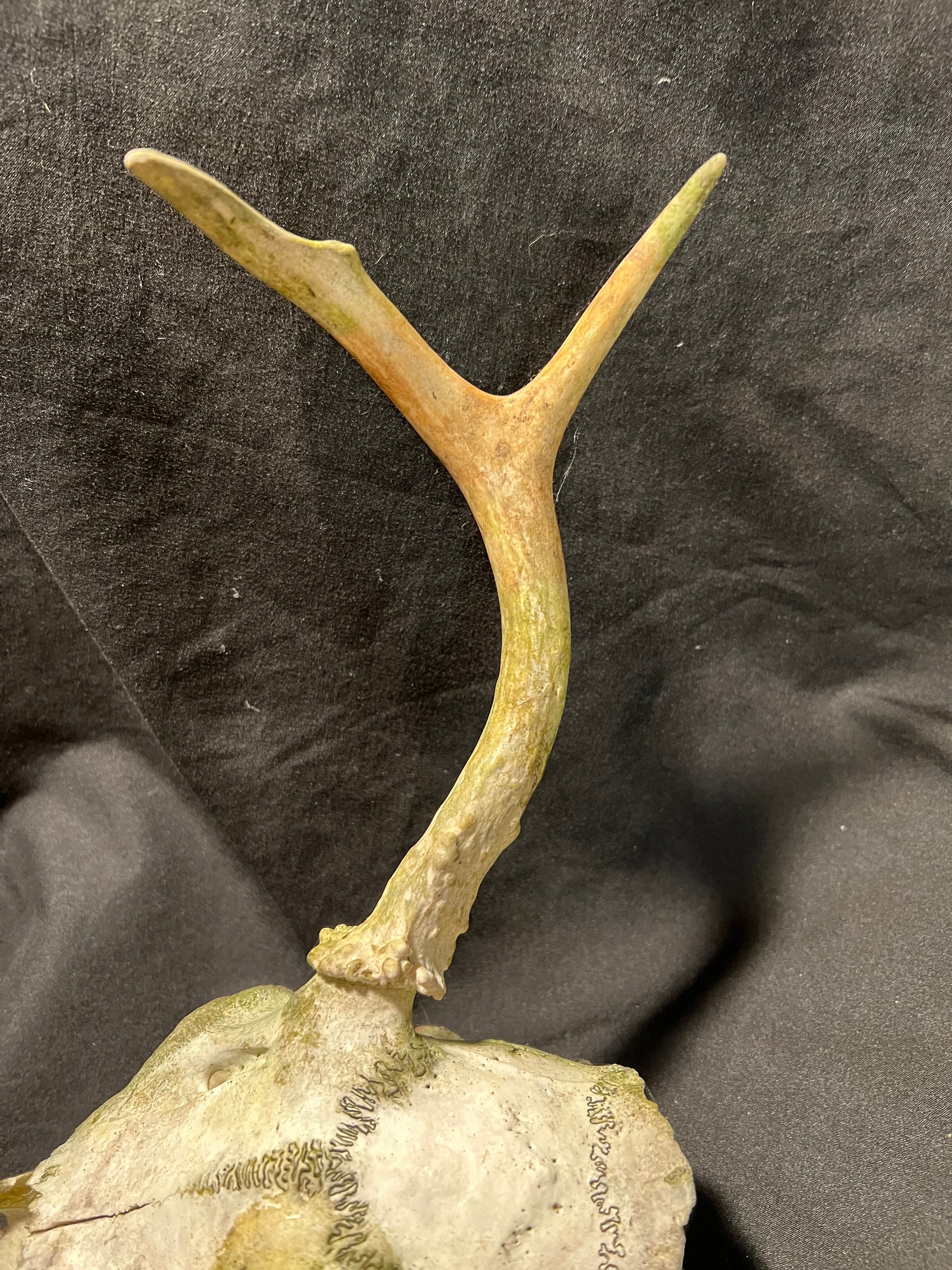 Whitetail Deer Buck Skull With Antlers Nature Cleaned Decoritive Rustic ...