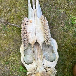 Bull Moose Skull Ethically Foraged and Nature Cleaned - Etsy