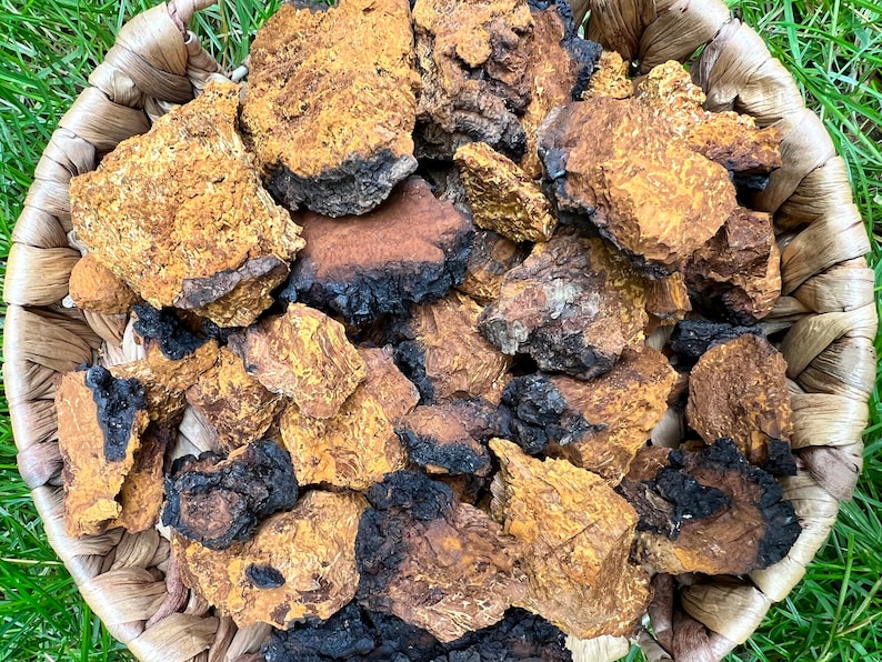 1lb Dried Chaga Mushroom Chunks Wild Foraged Ethically From New ...