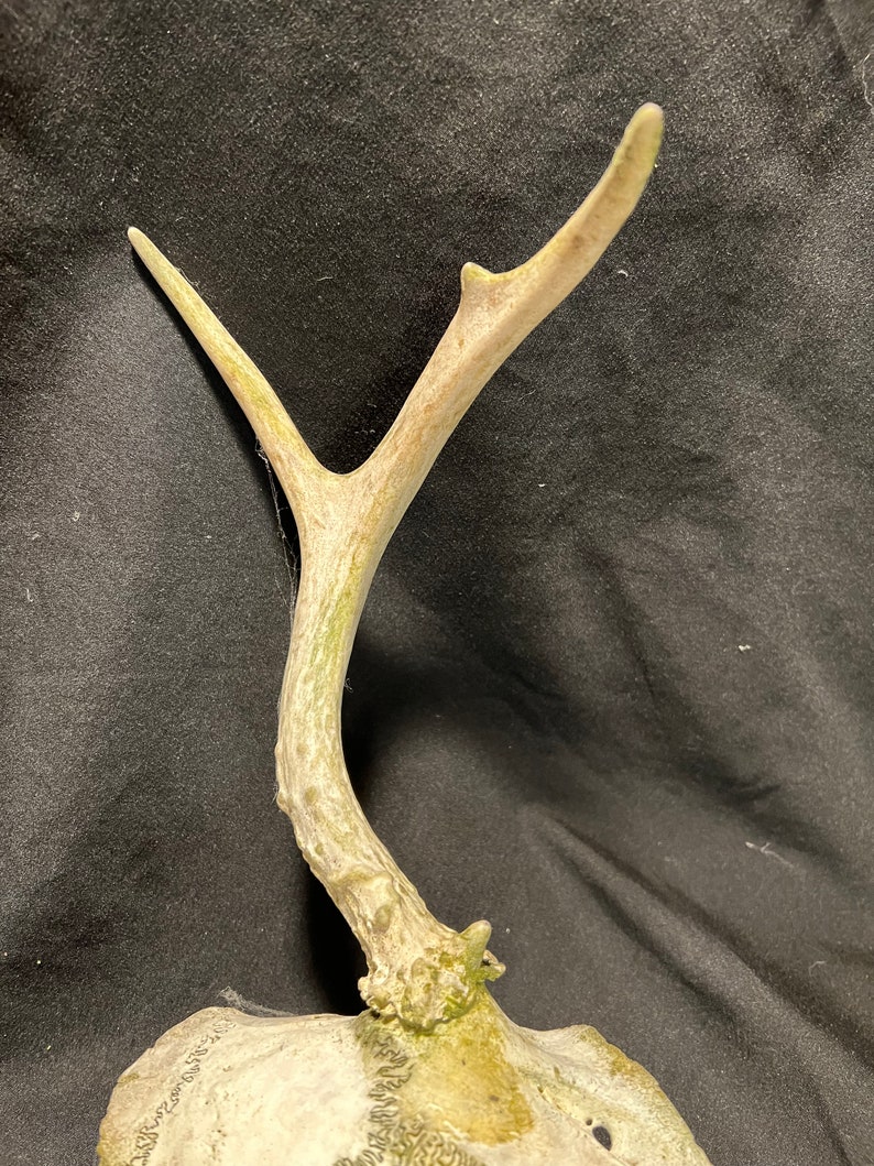 Whitetail Deer Buck Skull With Antlers Nature Cleaned Decoritive Rustic ...