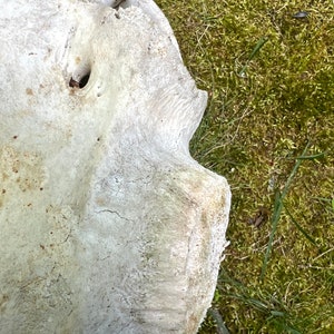 Bull Moose Skull Ethically Foraged and Nature Cleaned - Etsy