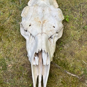 Bull Moose Skull Ethically Foraged and Nature Cleaned - Etsy