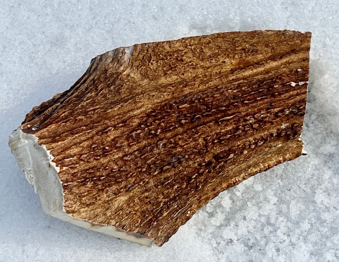 Moose Antler Slab Dog Chew Treat Authentic Natural Ethically Foraged ...